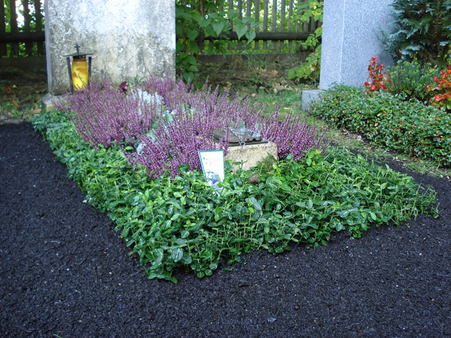 euonymus-bepflanzung-umrandung-grabpflege-michael-brumm-friedhoefe ...